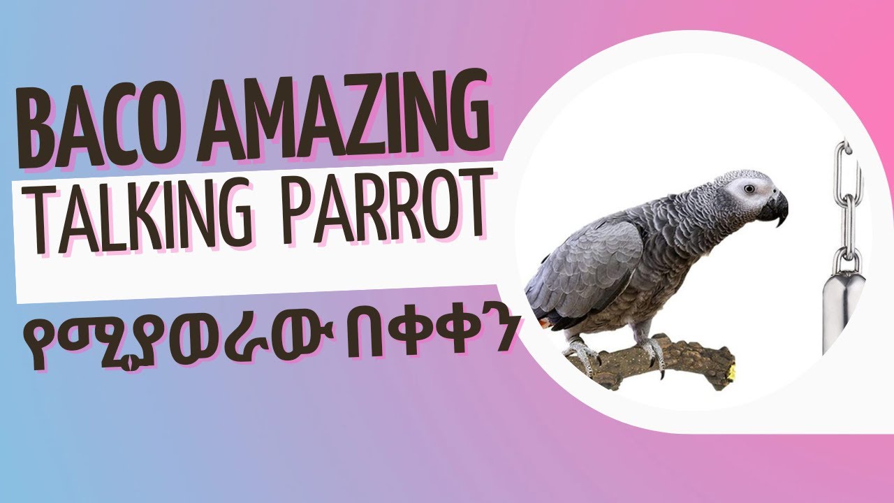 የሚያወራው በቀቀን ወፍ/Baco amazing talking parrot - YouTube