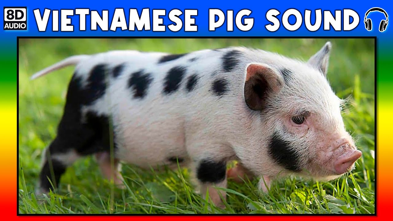 🐗 VIETNAMESE PIG SOUND - VIETNAMESE PIG SOUND EFFECT - NOISE OF ...