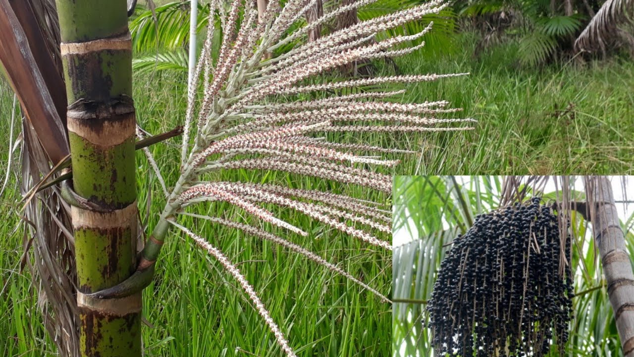 AÇAÍ OU JUÇARA 🌸🌳🌸 FLORAÇÃO CHEGANDO / AÇAÍ FLOWERING(( Terreno Super ...
