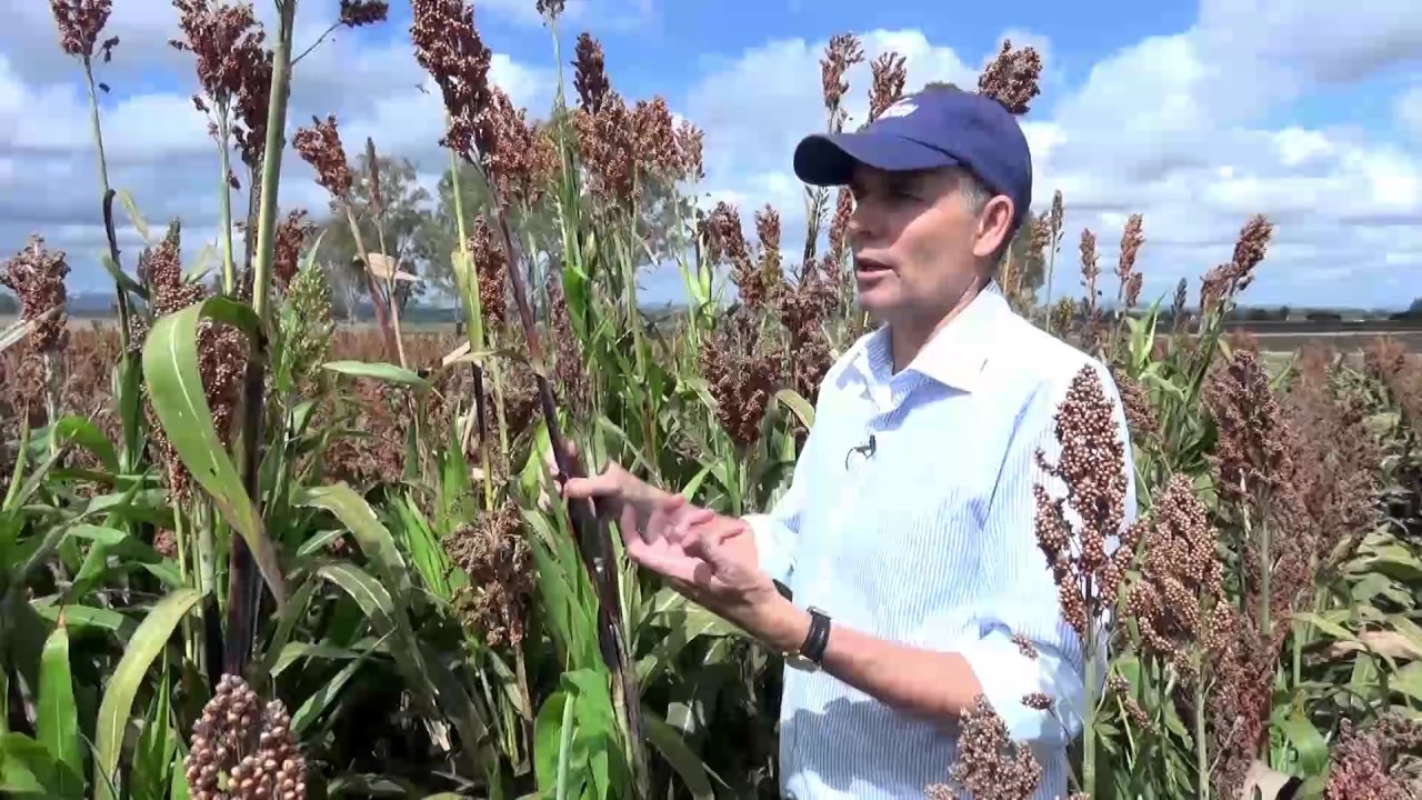 Sorghum Breeding - YouTube