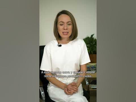 Стерилизация кошки. Плюсы и минусы - YouTube