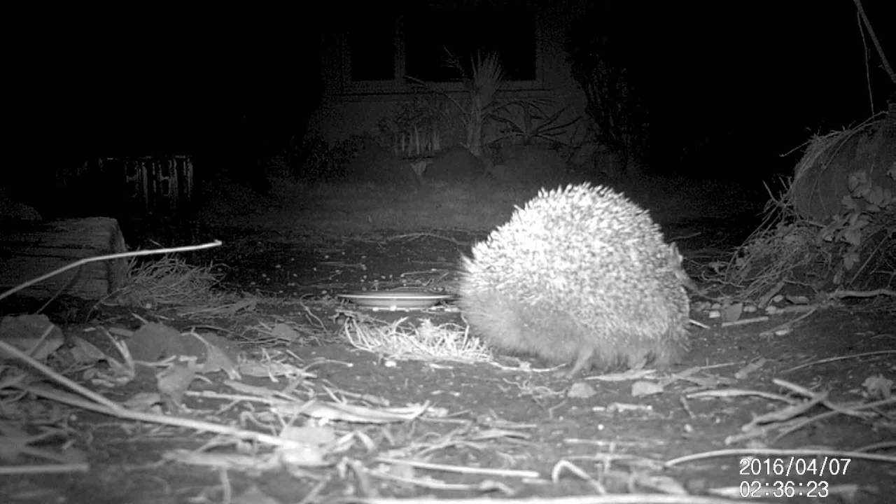 Hedgehog Poop - - YouTube