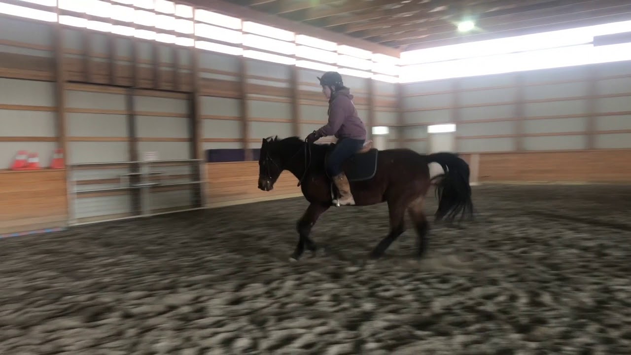 Reggie- Welsh x Quarter Horse mare for ADOPTION! - YouTube