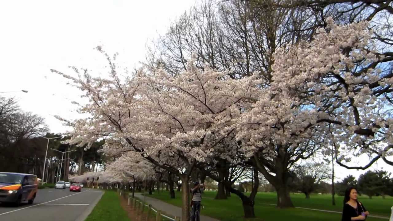 Cherry Blossom - Hagley Park, Christchurch 07-09-2012 - YouTube