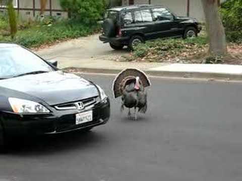 Crazy Turkey - YouTube