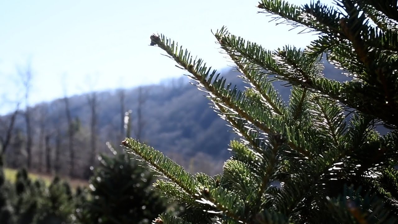 The Cadillac of Christmas Trees | NC Fraser Fir - YouTube