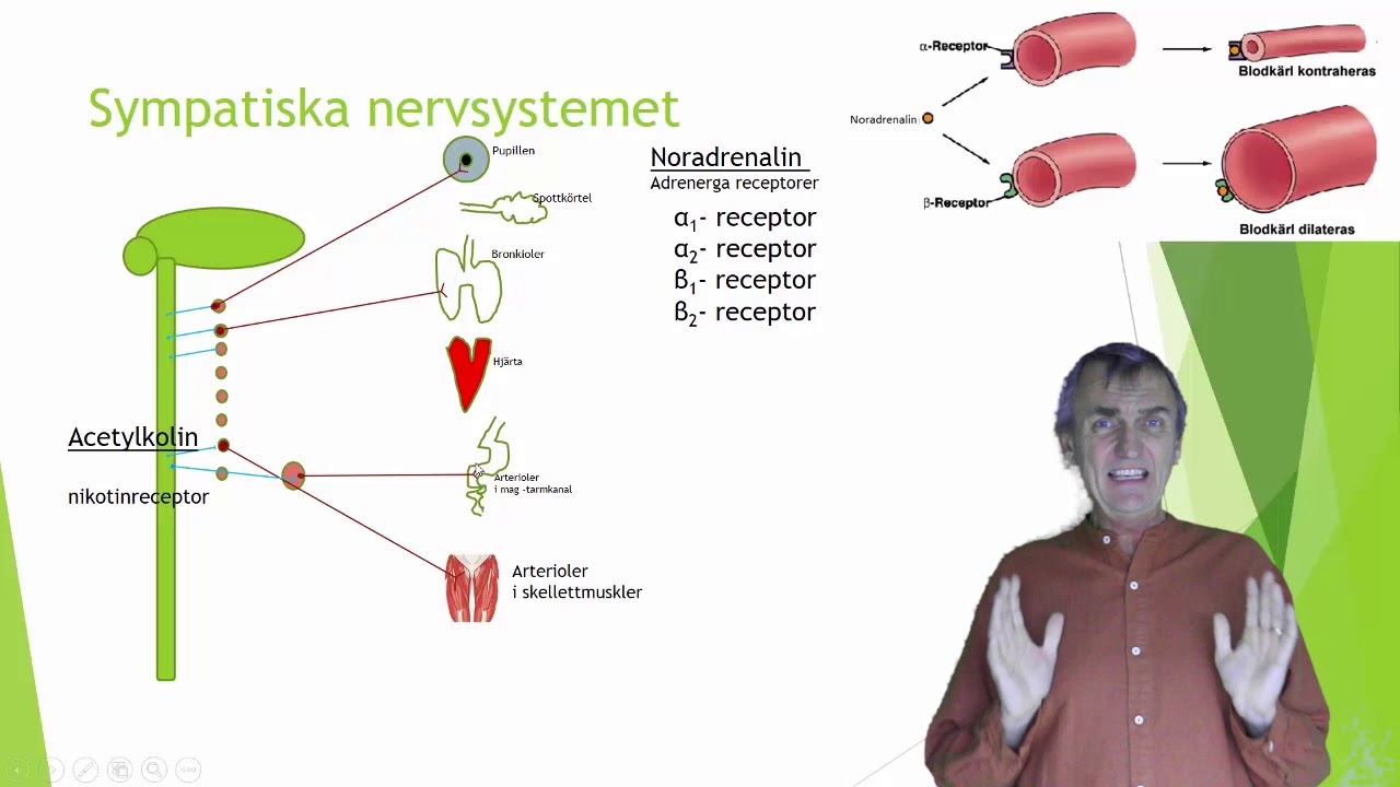 Nervsystemet 6 ( Autonoma nervsystemet del 2) - YouTube