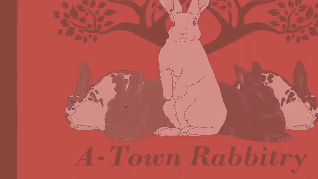 New Zealand Rabbits: Breeding Jonesboro - YouTube