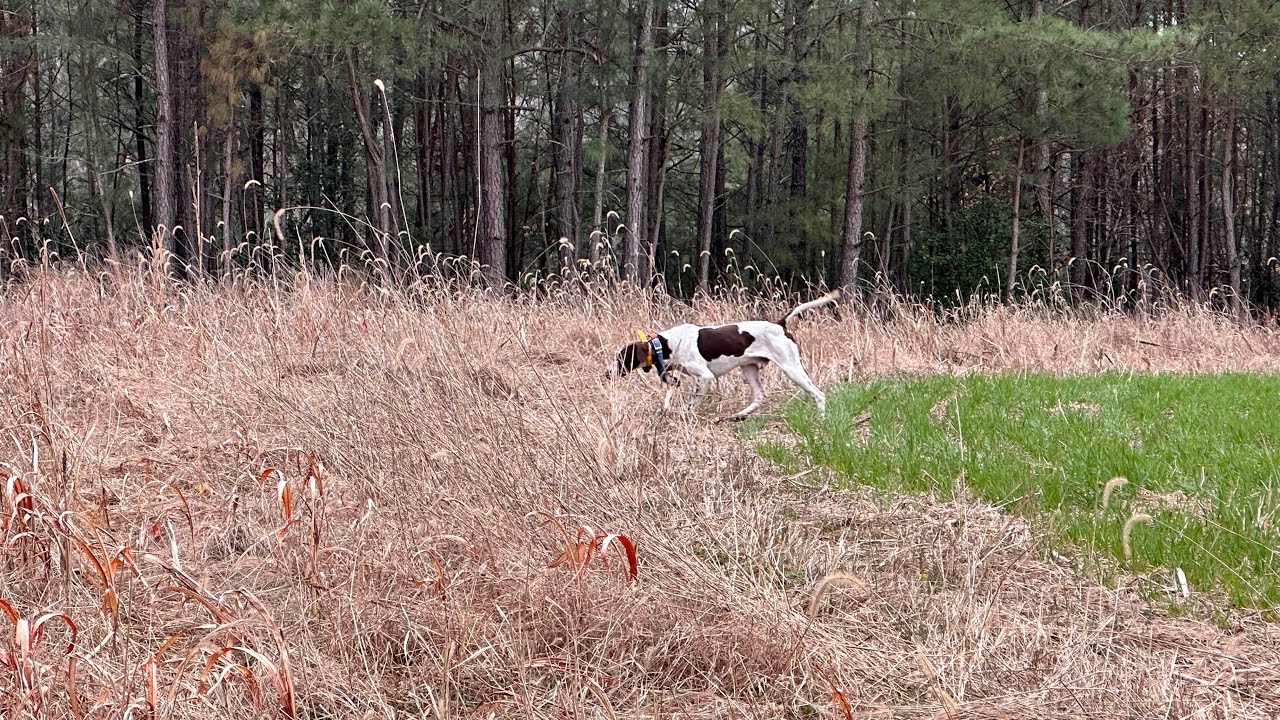 A little quail hunting at Blandfield plantation - YouTube