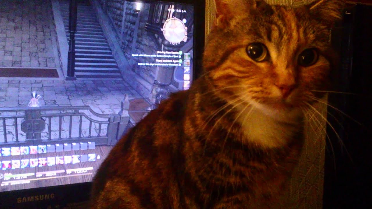 My Cat does nothing interesting - YouTube