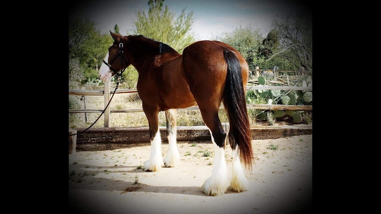 Lindy clydesdale mare at the good Shepherd ranch - YouTube
