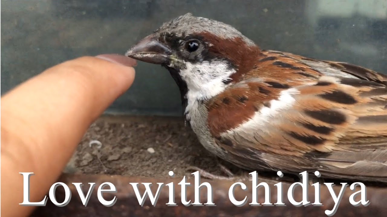 Chidiya | Animal actives | - YouTube
