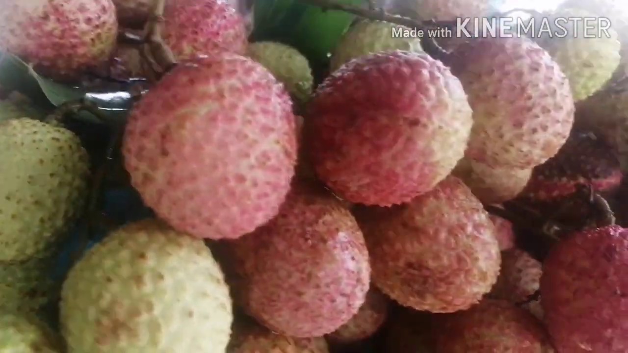 Lychee sale points ll Kalera Fruit Farms - YouTube