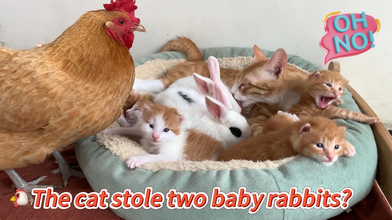 The hen suspected the cat of stealing two baby rabbits, but the ending ...