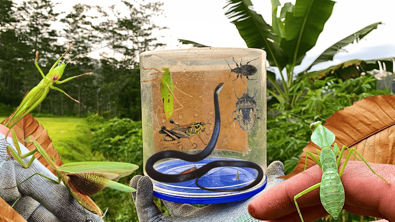 Extreme Insect Hunt Tracking Down the Most Unique Bugs - YouTube