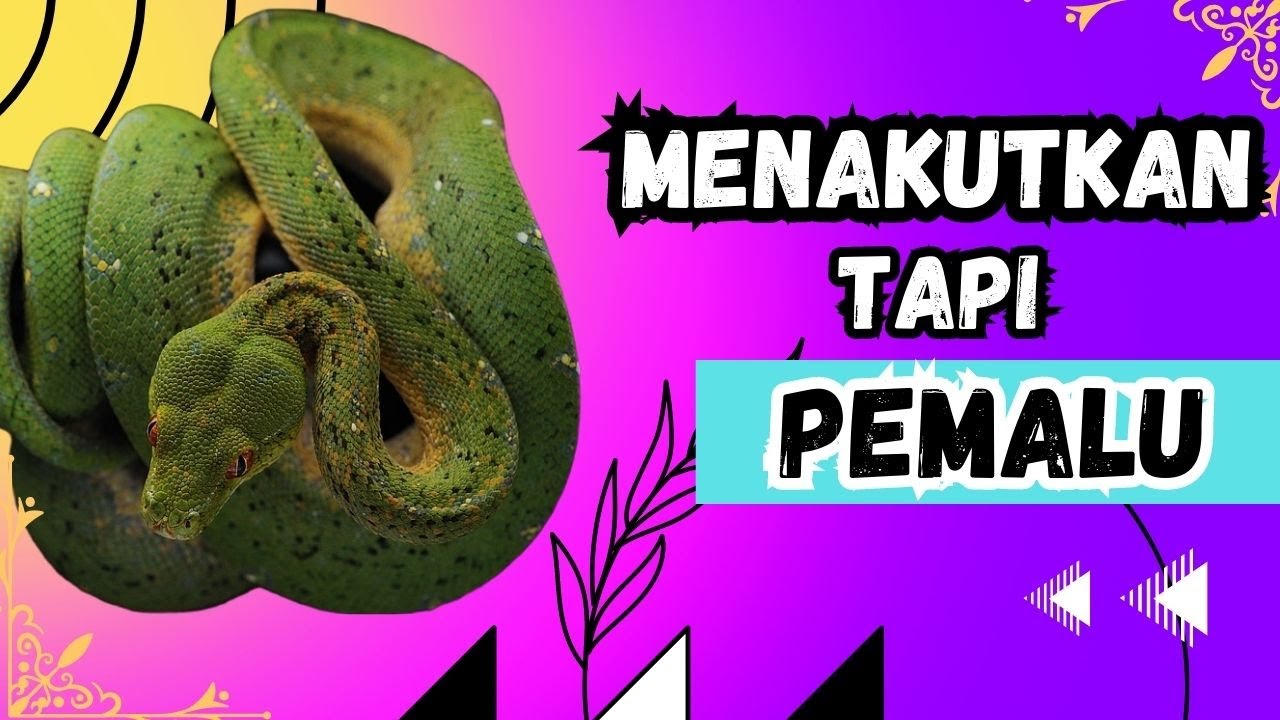 FAKTA TERSEMBUNYI ULAR SI REPTIL MELATA YANG MENAWAN - YouTube