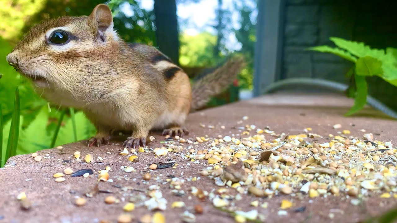Steve Enjoy Eating while Listening to Flamenco Music / Chipmunk ...