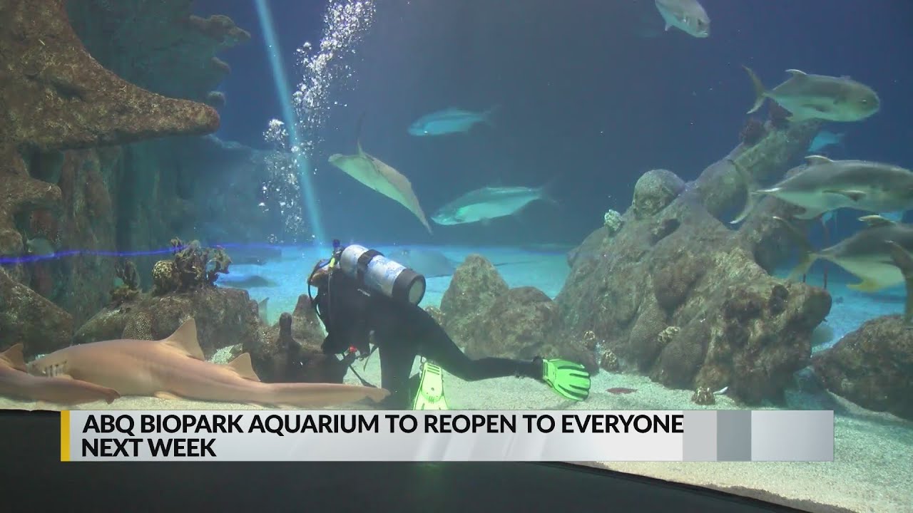 ABQ BioPark Aquarium to reopen - YouTube