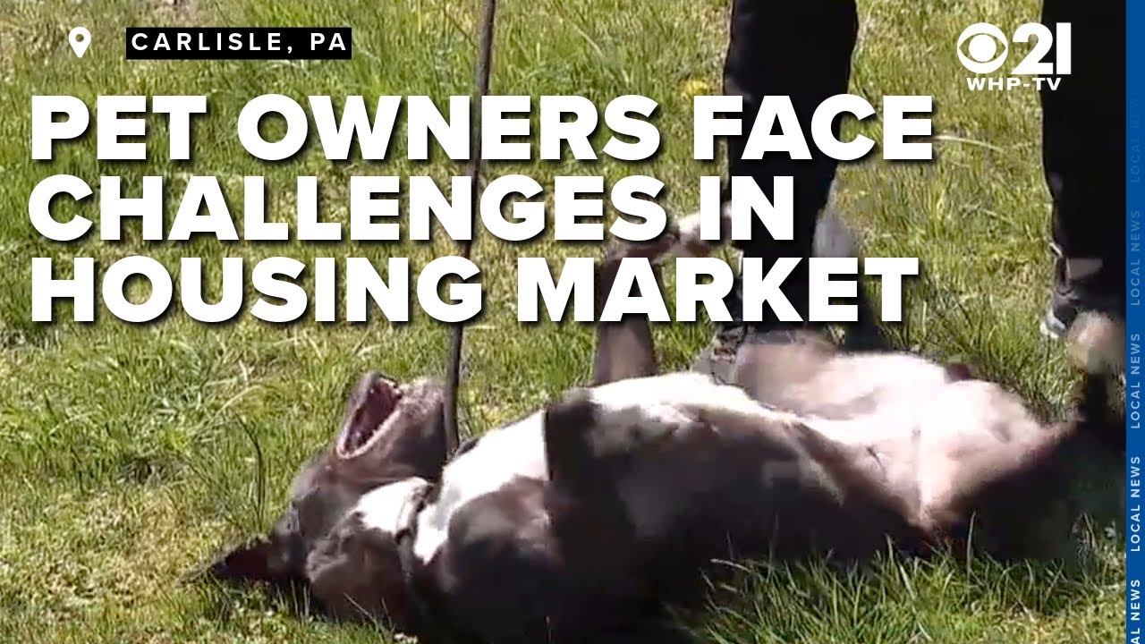 Pet owners face increased challenges in tight rental market - YouTube