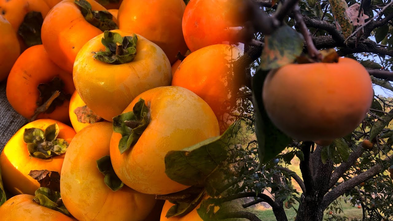 Persimmons Season - Harvesting Amlok Fruits - YouTube