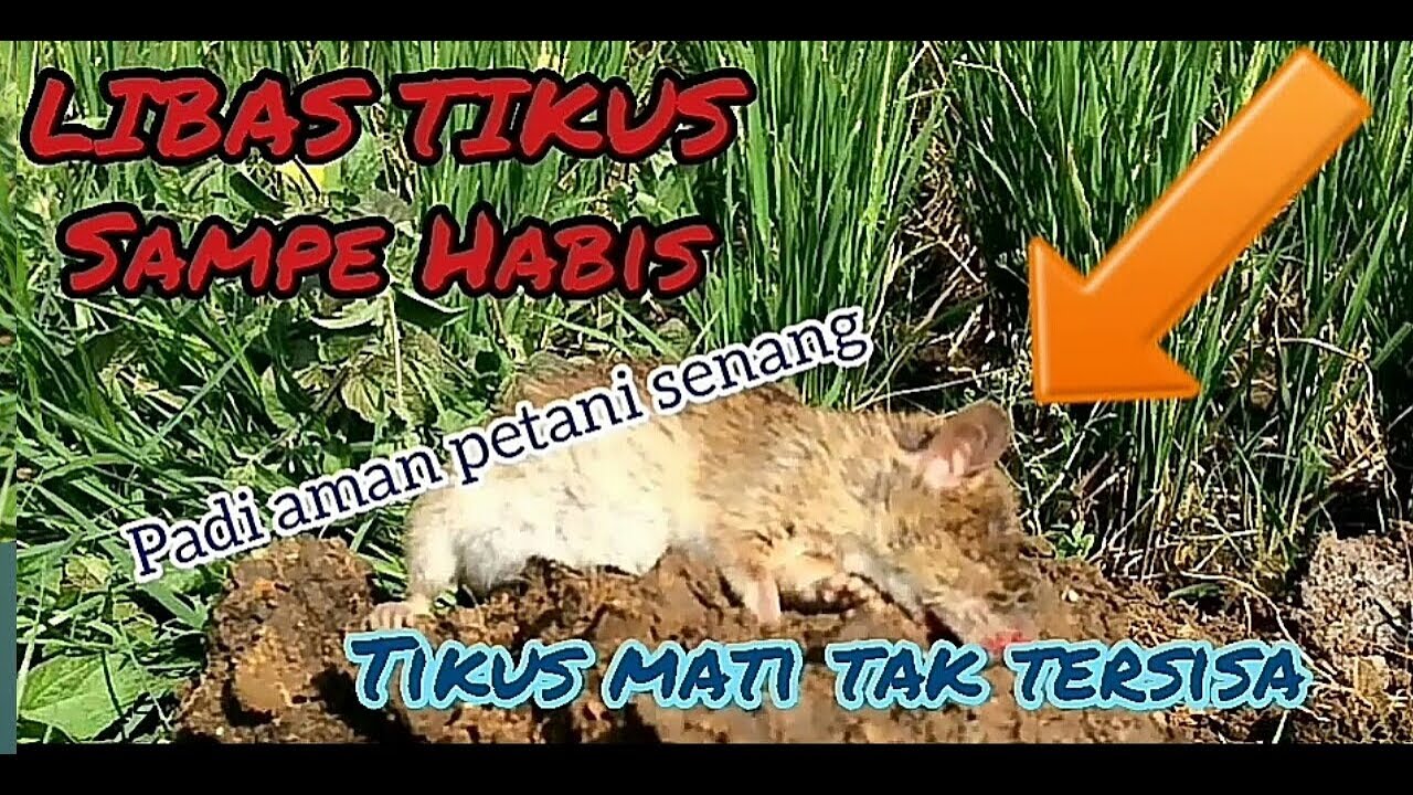 BASMI TIKUS PALING AMPUH,EFEKTIF DAN EFISIEN - YouTube