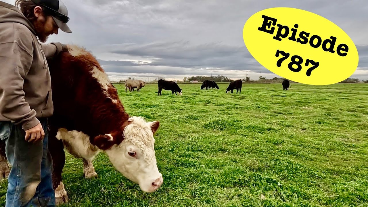Calving Preparation and More Corral Work - YouTube