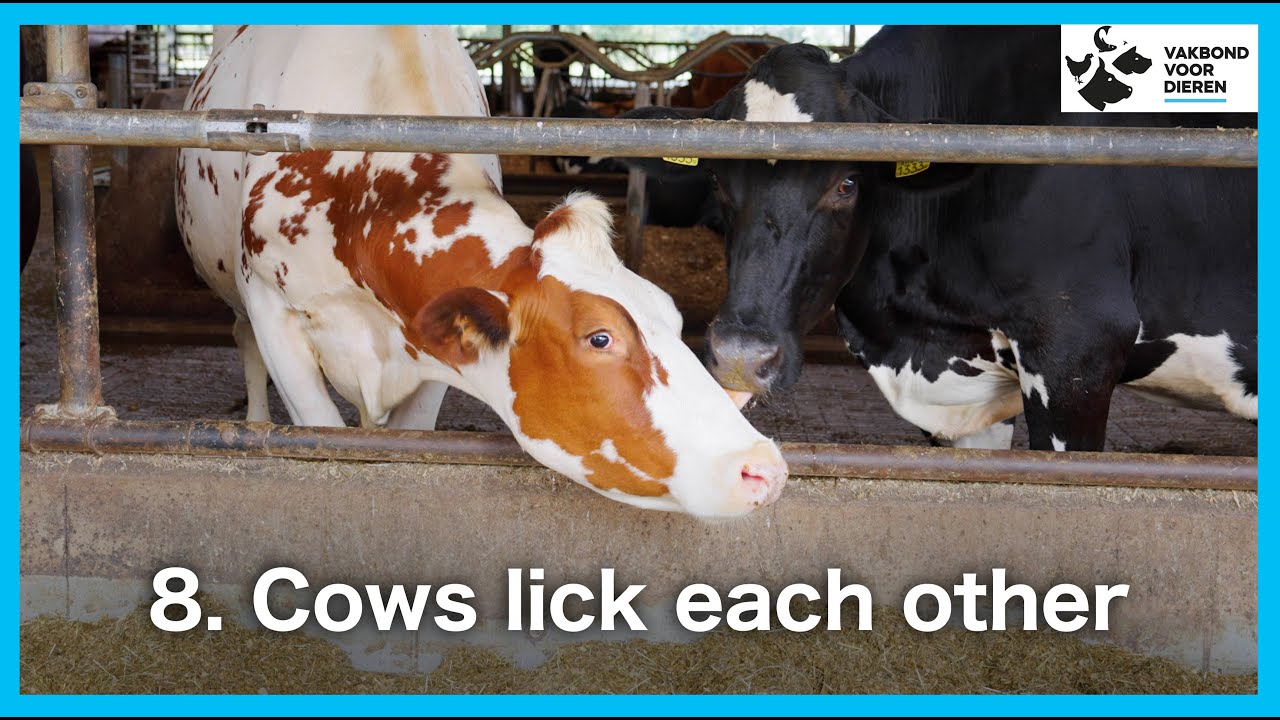 8. Cows lick each other - YouTube