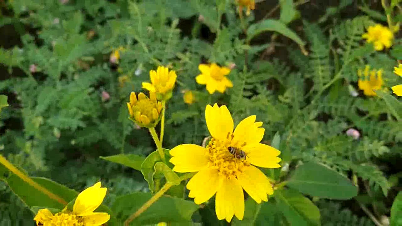 Honeybees making honey from Niger flower - YouTube