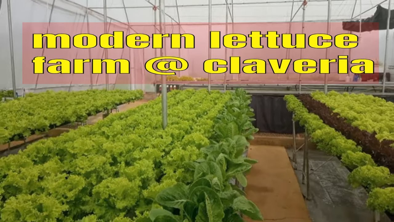 Modern lettuce farm @exploringclaveriamisamisor5630 - YouTube