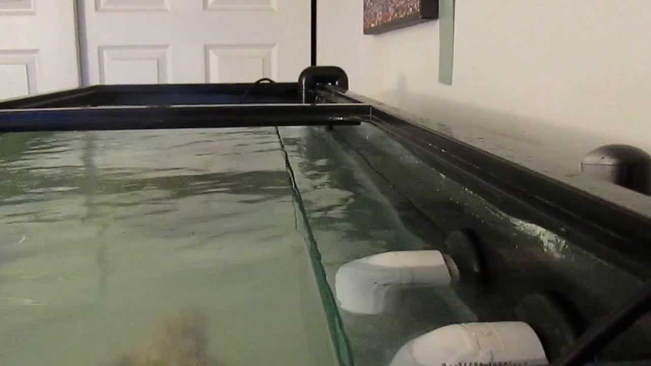 Bean animal overflow test. - YouTube