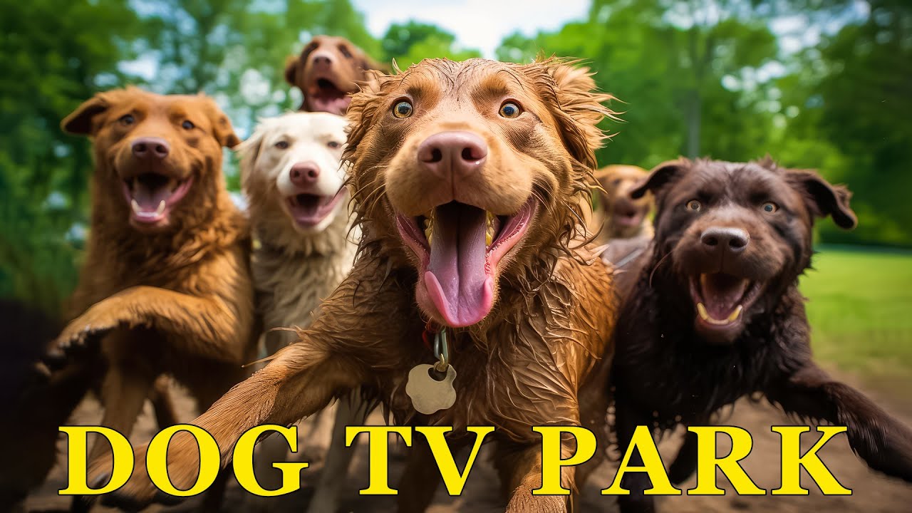 [NO ADS] Dog TV for Dogs to Watch - Virtual Dog Walk with Nature Sounds ...