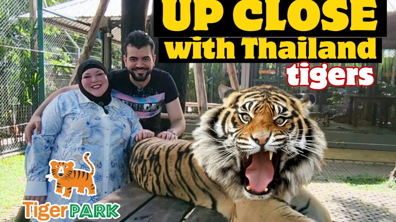 COUPLE VLOG PETTING HUGE TIGERS AT TIGER PARK IN PATTAYA THAILAND - YouTube
