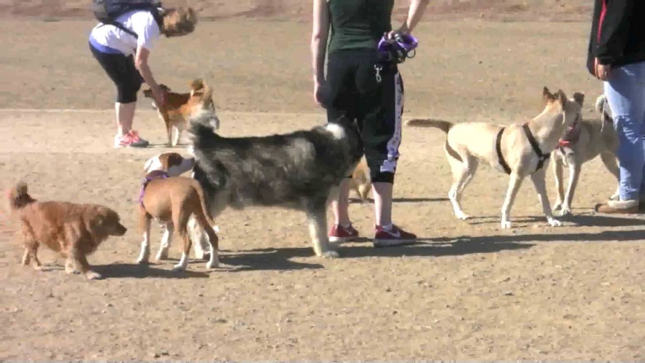 Rosy and Rocky Go To Seal Point Dog Park On September 16, 2016 - YouTube