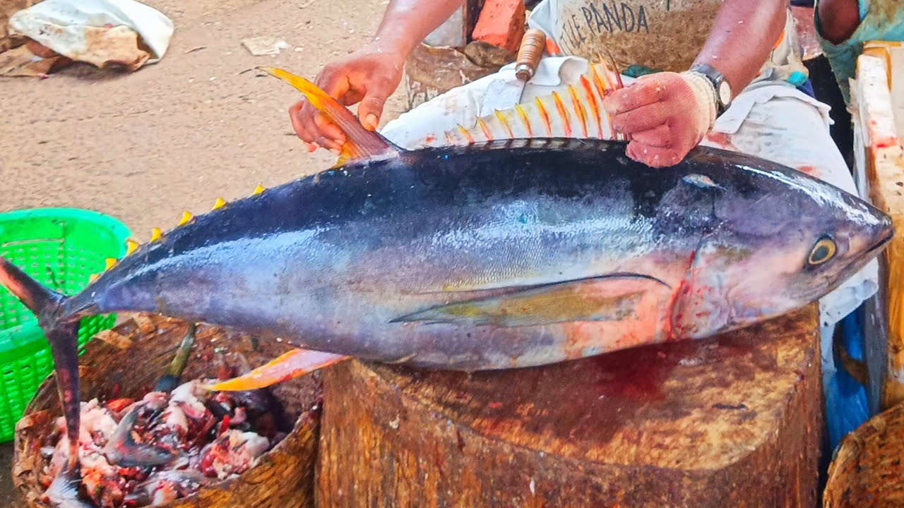 💥🤯Kasimedu Speed Selvam Big😱Biggest 50kg Giant Tuna Fish Perfect ...