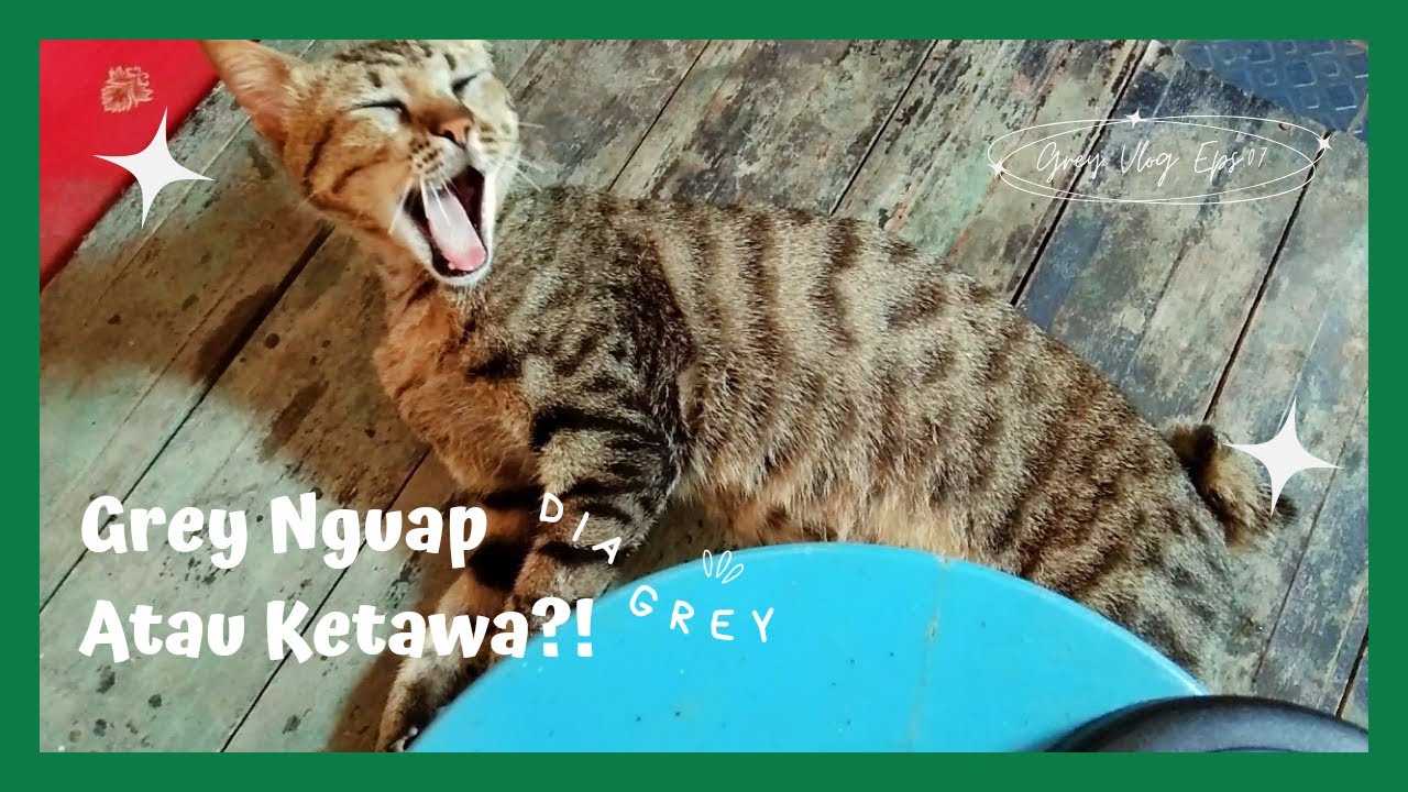 CCTV Grey || Nguap atau ketawa sih Grey?! #sleepycat #yawn #catsleep # ...