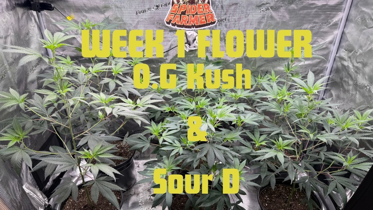 WEEK 1 FLOWER ( : SOUR D & OG KUSH CLONES - YouTube
