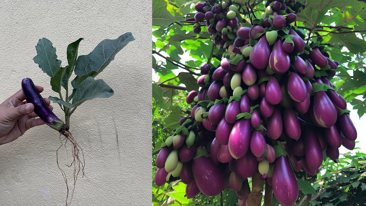 Perfect Technical : Grafting eggplant Get amazing fruit | technique ...