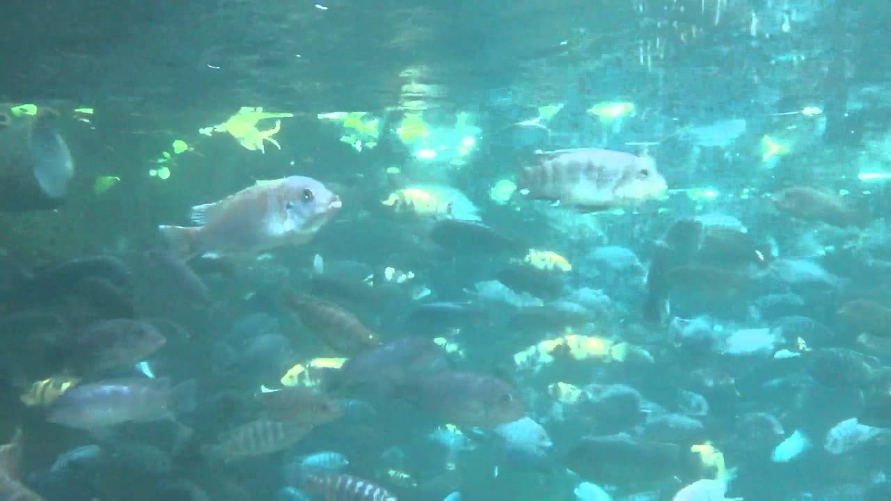Disney Animal Kingdom Fish - YouTube
