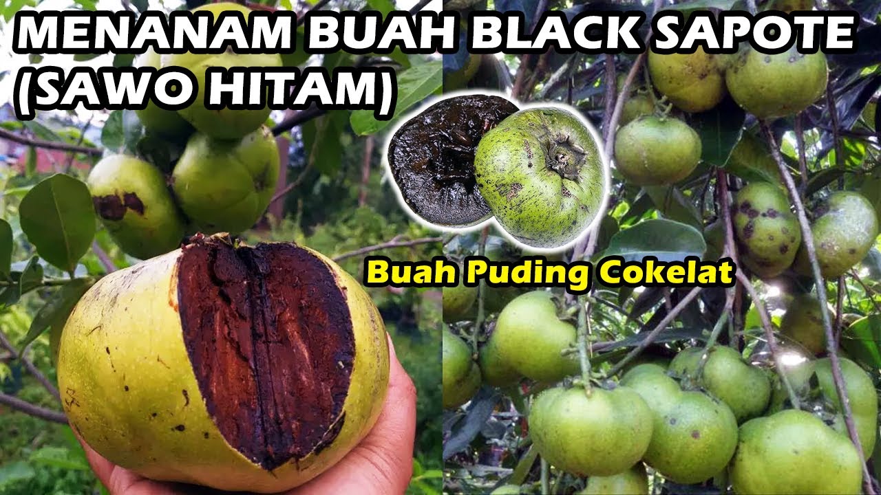 Cara Mudah Menanam Pohon Buah Black Sapote (Sawo Hitam Jumbo) - Grow ...