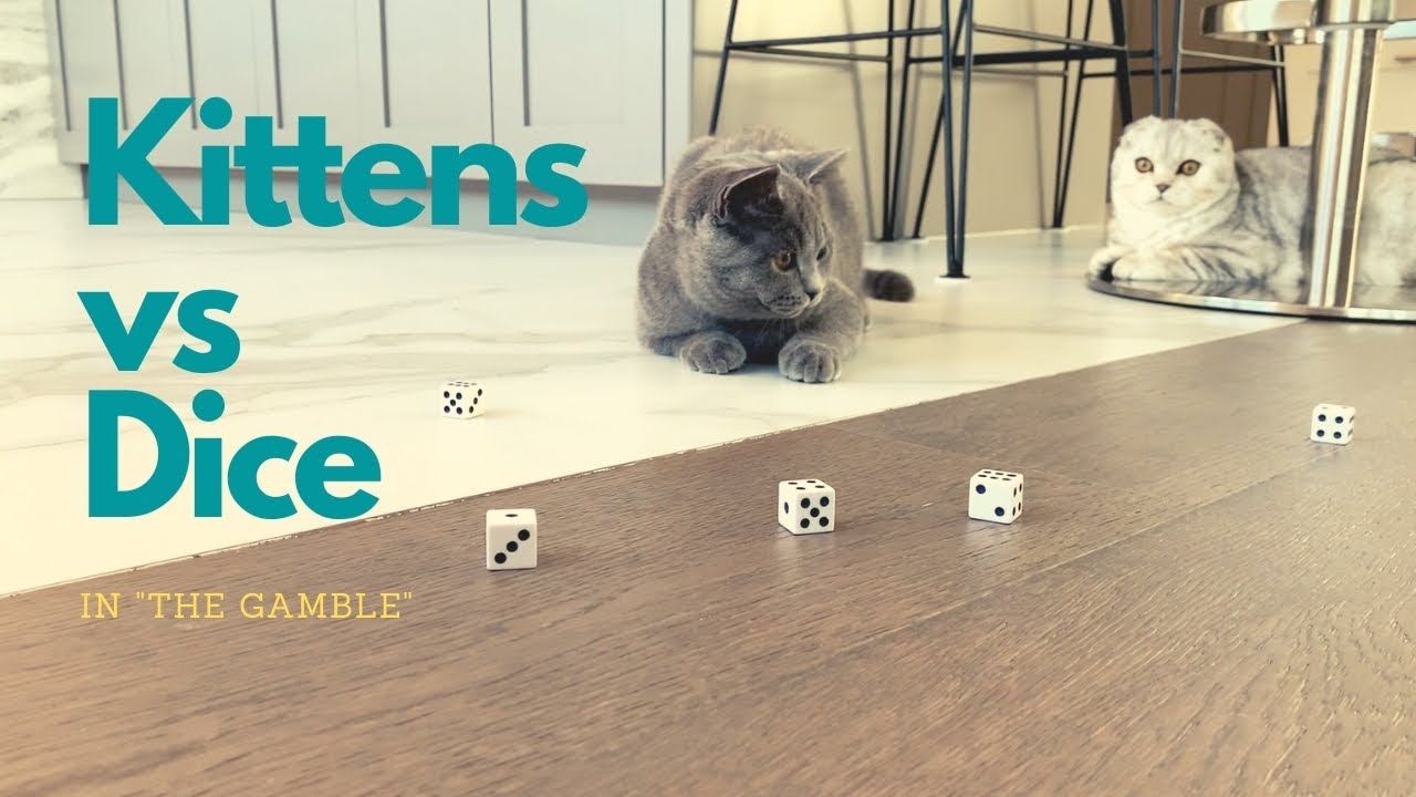 Cats VS Dice | In "The Gamble" - YouTube