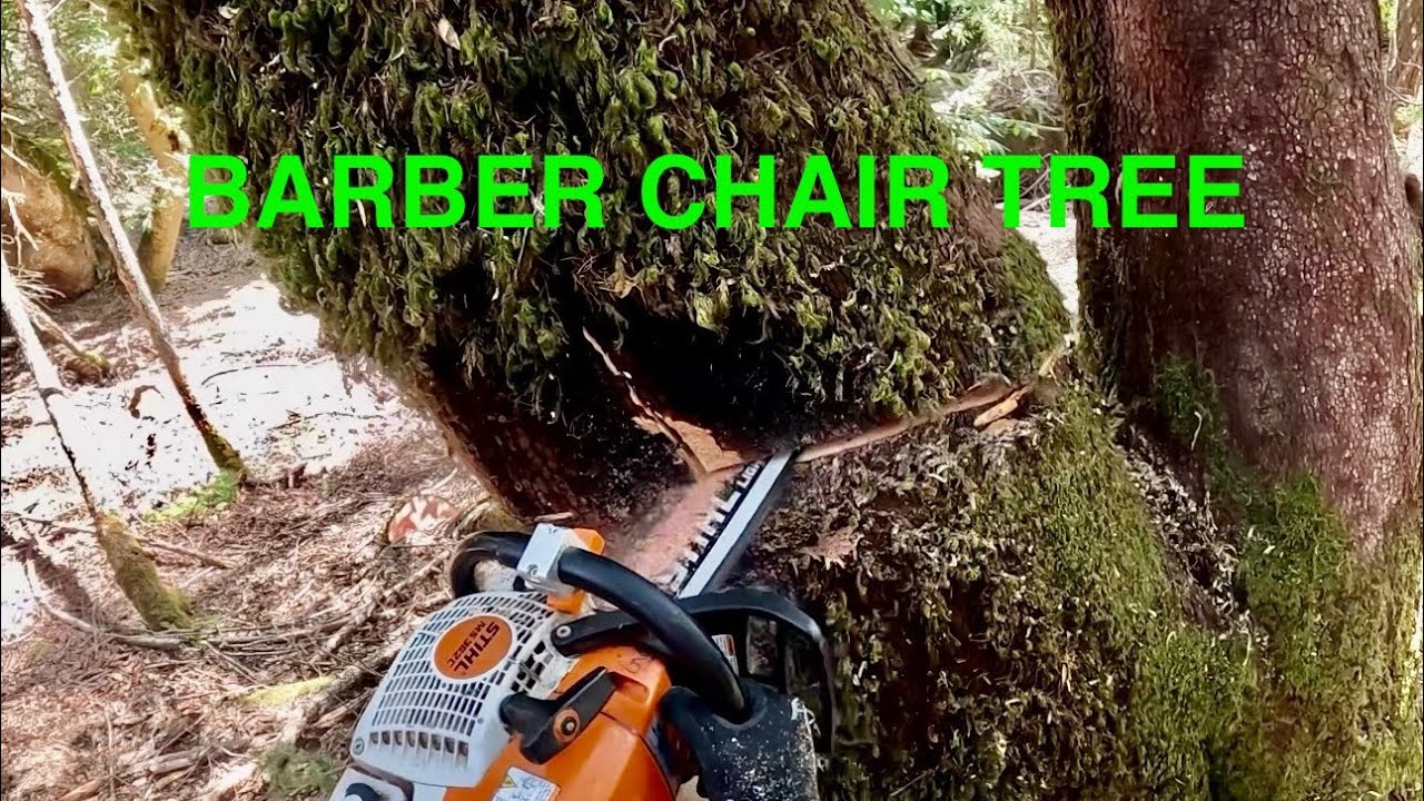 Barber Chairing Tree and How I Got it Down - YouTube
