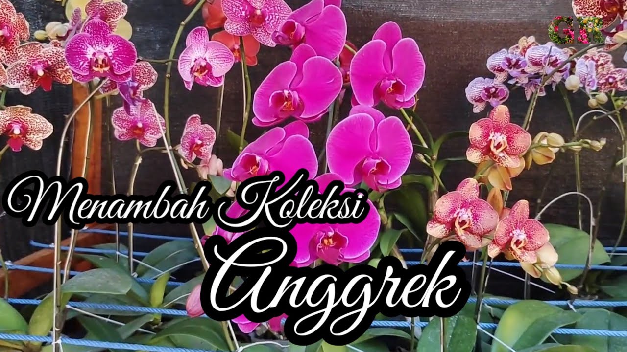 Gardening Rumahan Menambah Koleksi Anggrek - YouTube