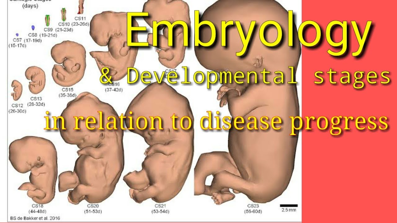 Embryology & Developmental stages in relation to disease progress ...