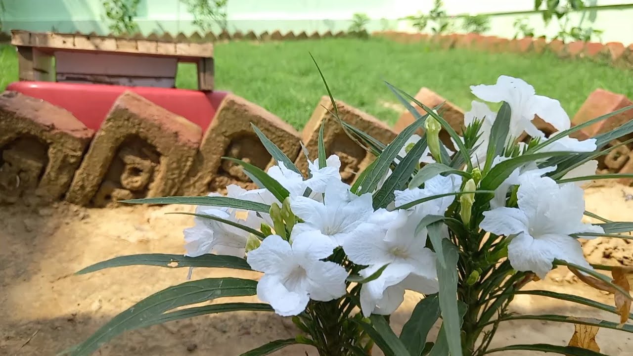 How to care and growth of Ruellia plant @ home. - YouTube