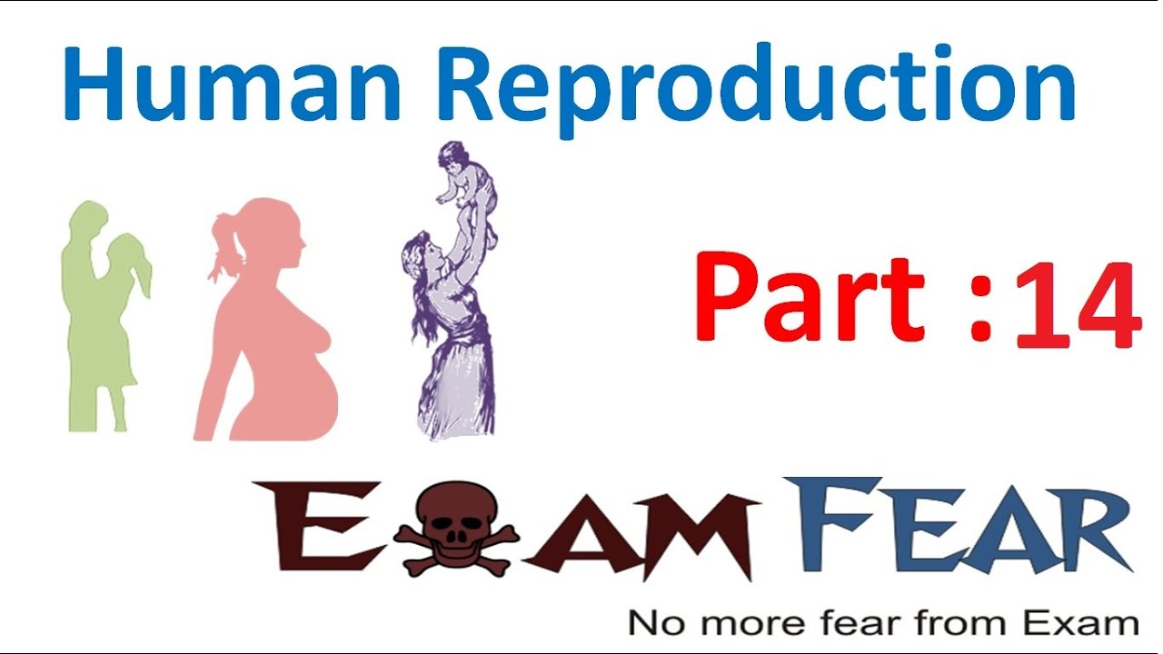 Biology Human Reproduction part 14 (Follicular Phase) class 12 XII ...