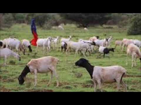 Hees Xaliimo Khaliif Magool Afrikaay hurudooy - YouTube