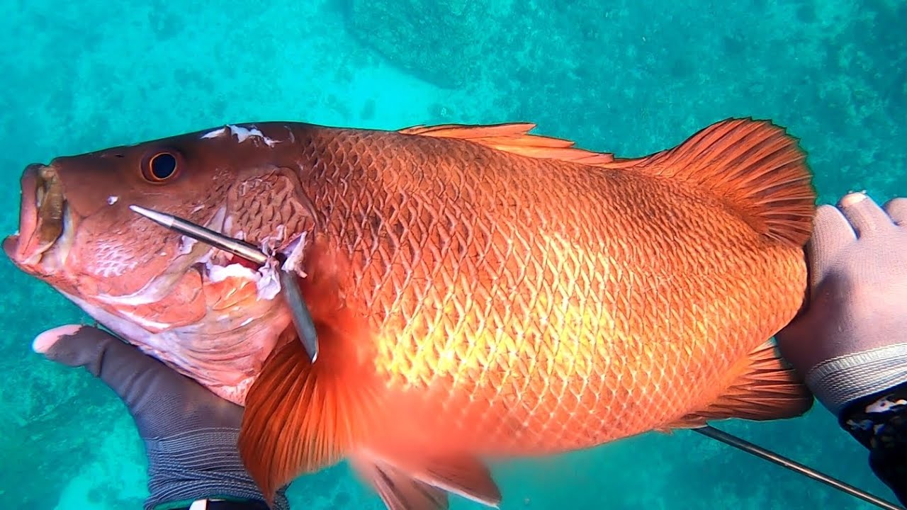 ep.2 TINOLANG RED SNAPPER/SPEARFISHING PHILIPPINES - YouTube