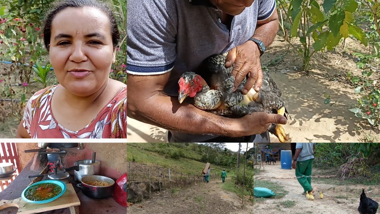 perigo da roça a cobra 🐍 pegou o frango+trabalho do Aldo no vizinho ...