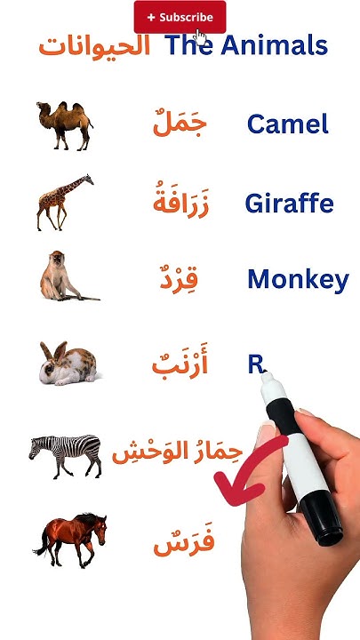 Unlock Arabic Secrets: Beginner Vocabulary Guide #wealth #arabic # ...