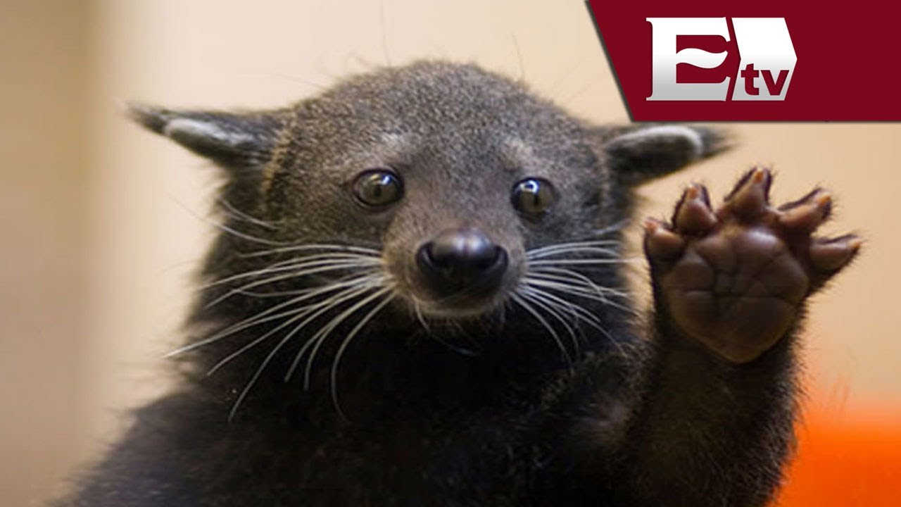 ¿Qué es el Binturong? / Retazos de la historia - YouTube